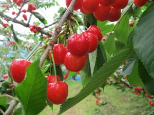 Cherry Field｜Home of japan -ninohe-